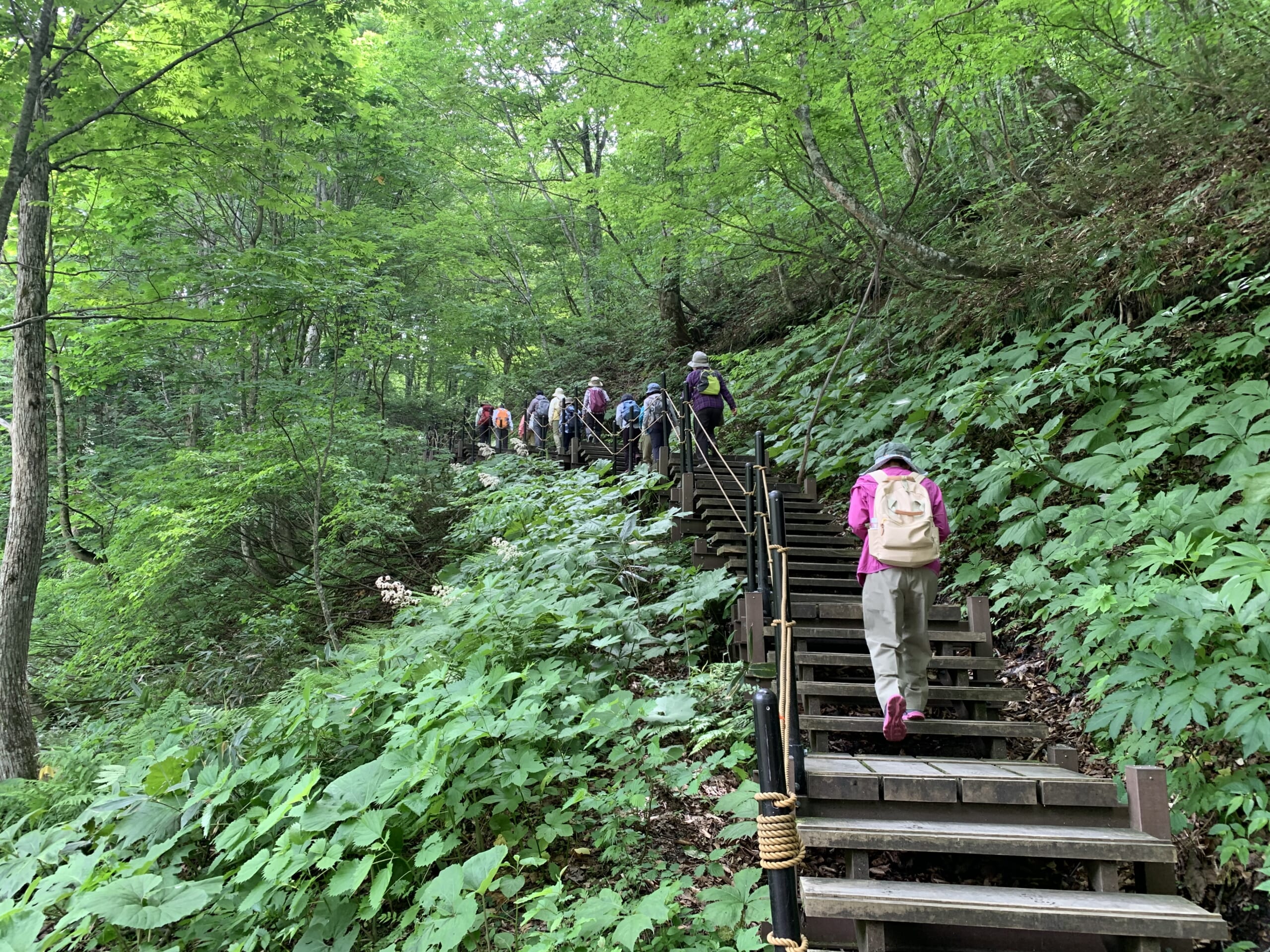 【帰着レポート】世界遺産白神山地を歩く旅【4日間】 | 旅のひろば | ワールド航空サービス